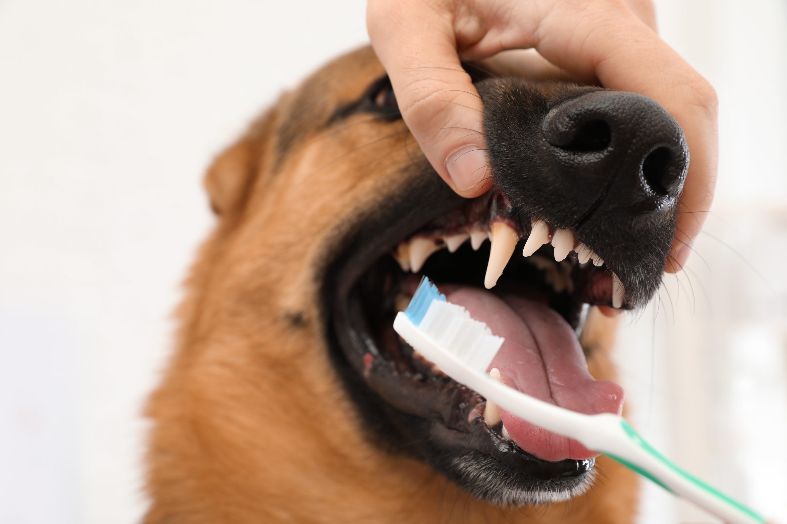 Te Enseñamos Cómo Limpiar La Dentadura De Tu Perro – ZYGQN